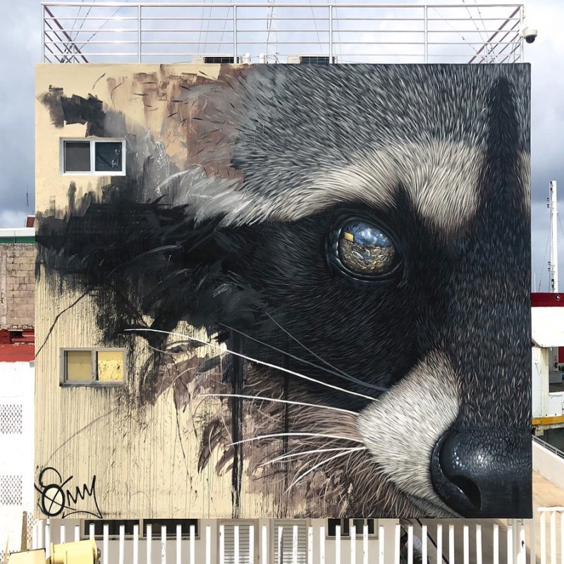 ‘Mapache’s Stare’ by Sonny in Cozumel, Mexico (8 photos) | STREET ART ...