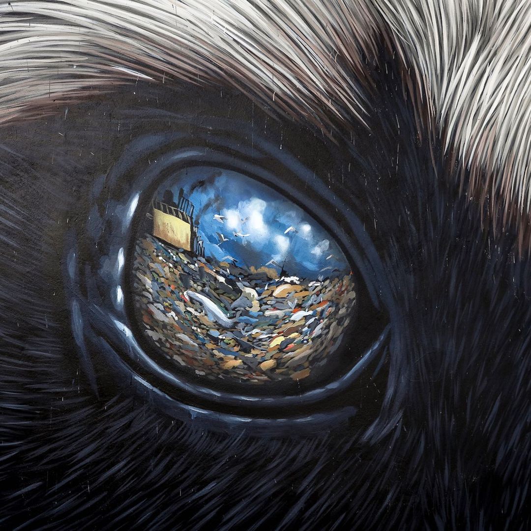 ‘Mapache’s Stare’ by Sonny in Cozumel, Mexico (8 photos) | STREET ART ...