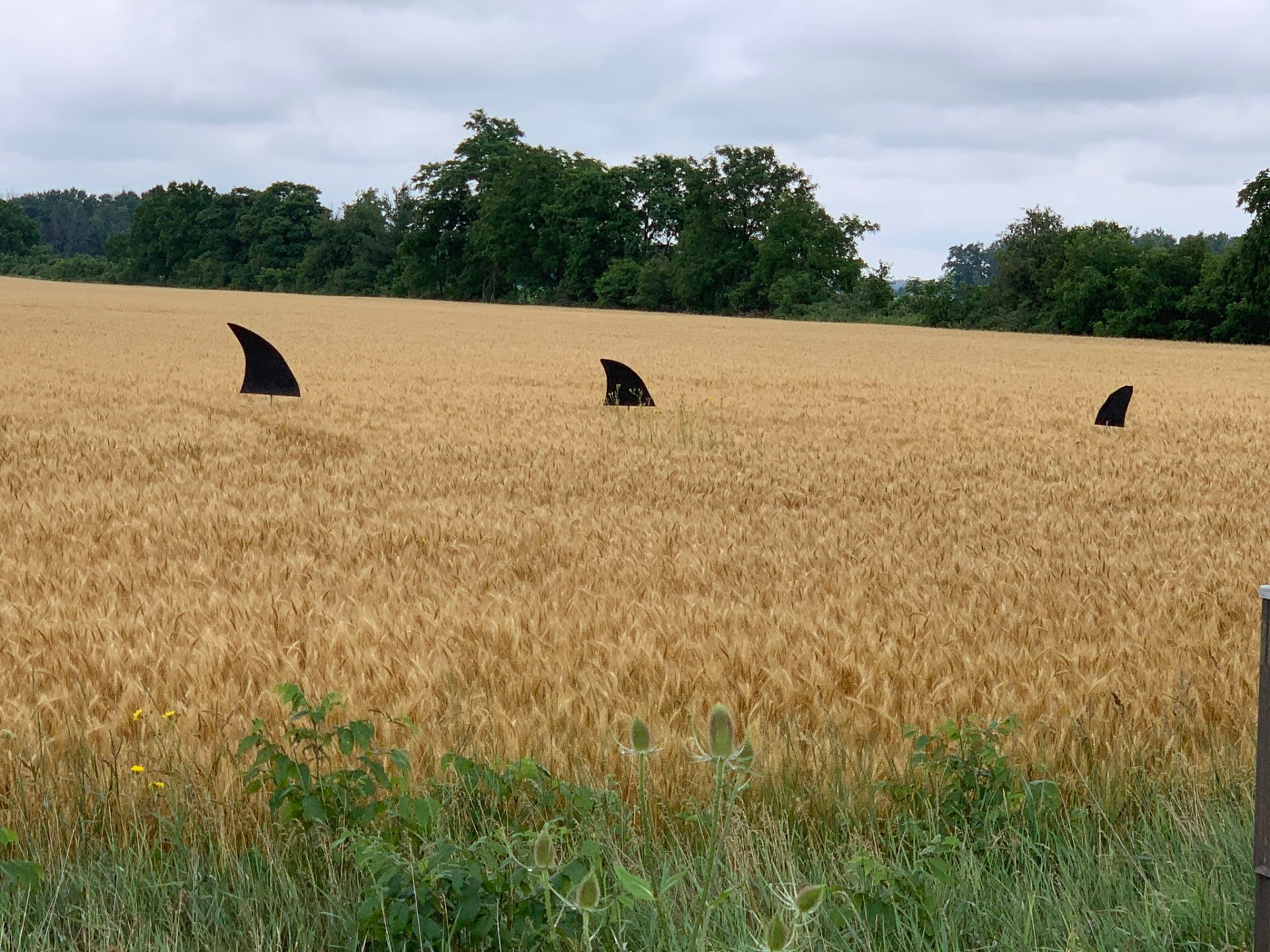 Please do not feed the Great Wheat Sharks | STREET ART UTOPIA