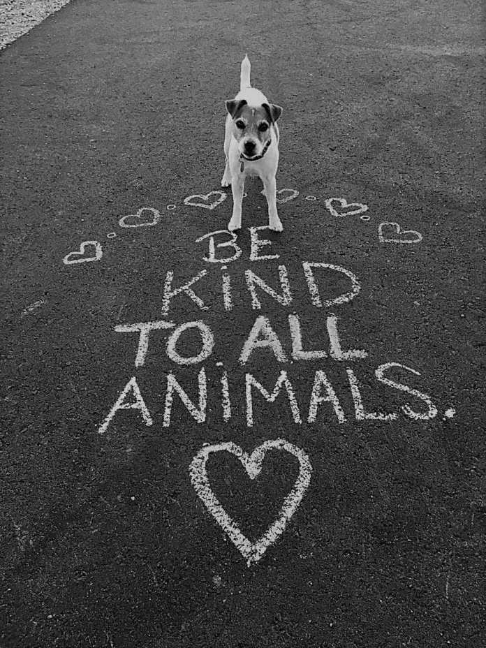 Be kind to all animals | STREET ART UTOPIA