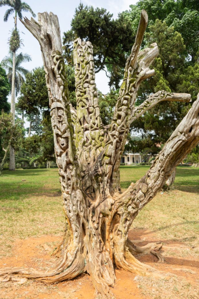 Tree of Life – From Aburi Botanical Gardens located in Aburi, Ghana ...