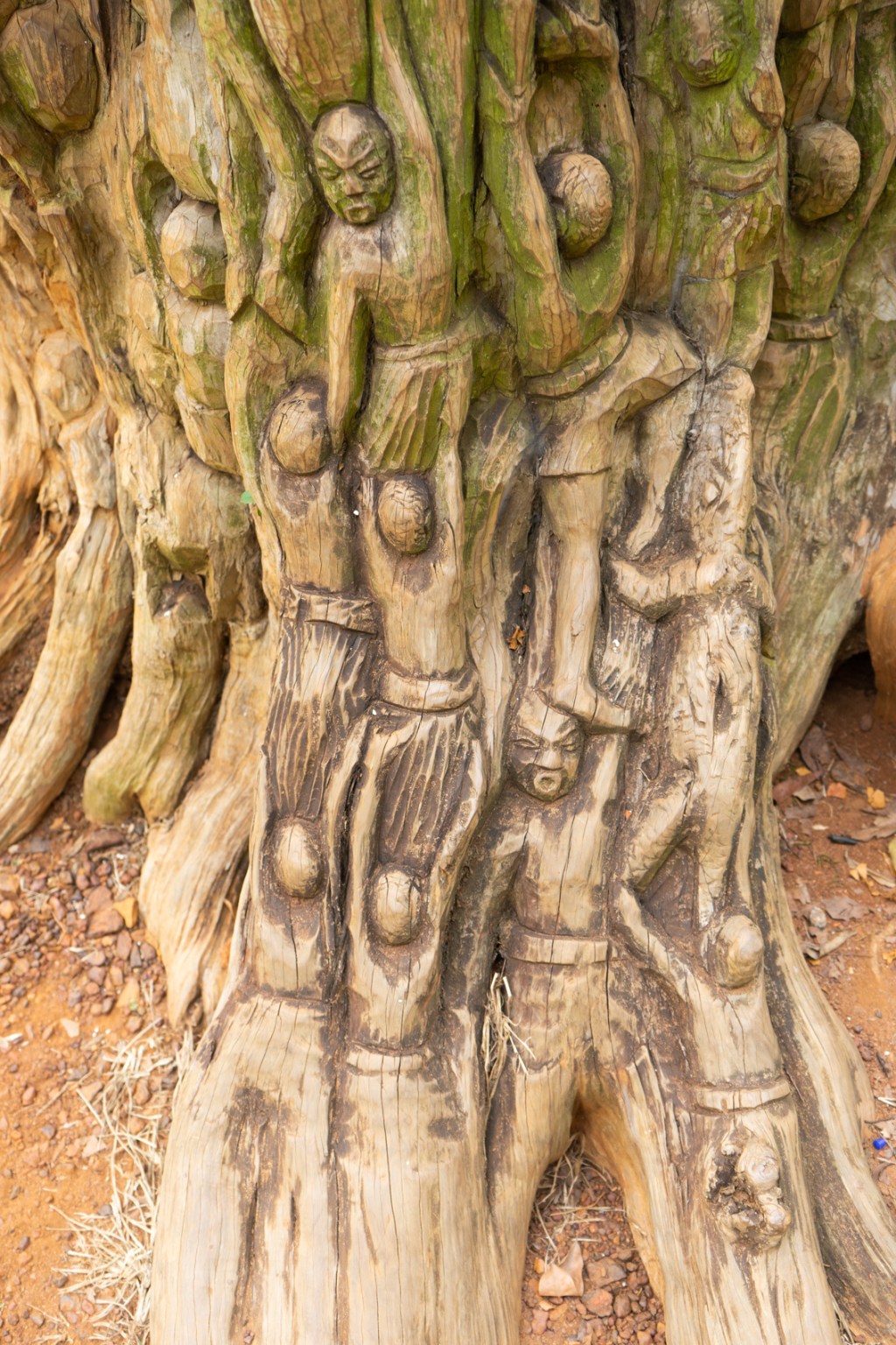 Tree of Life – From Aburi Botanical Gardens located in Aburi, Ghana ...