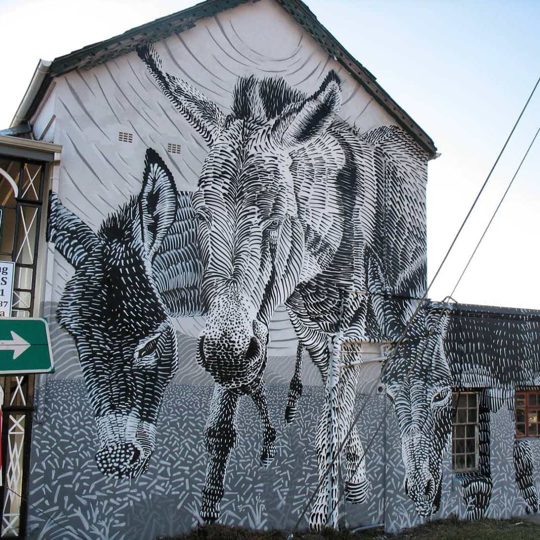 8 pics: Donkeys of Makhanda gathered from Hlalani to Sunnyside and ...