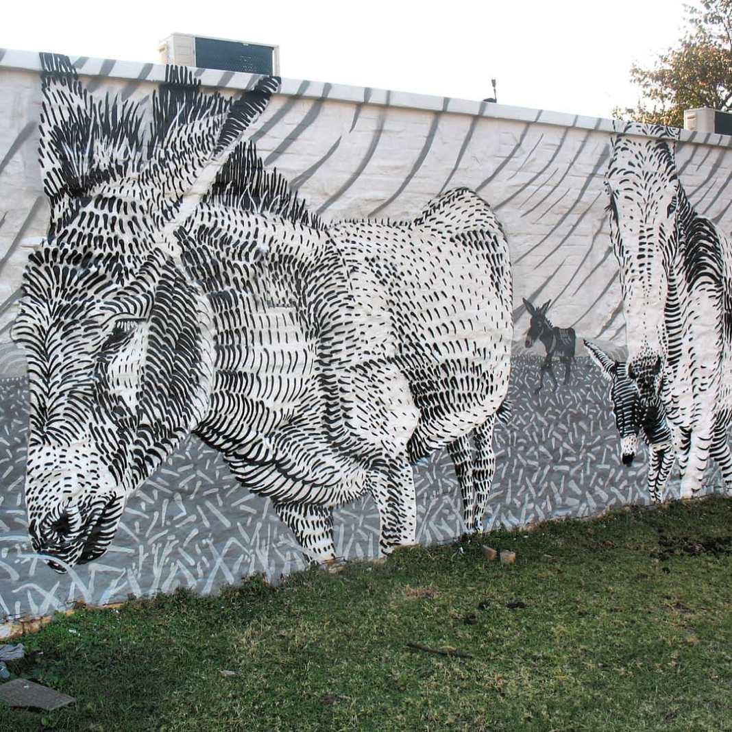 8 pics: Donkeys of Makhanda gathered from Hlalani to Sunnyside and ...