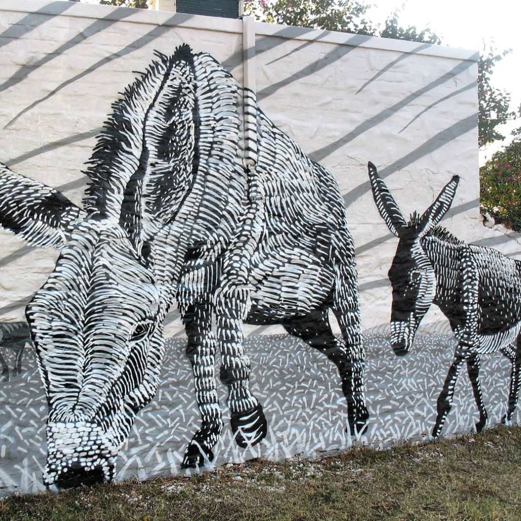 8 pics: Donkeys of Makhanda gathered from Hlalani to Sunnyside and ...