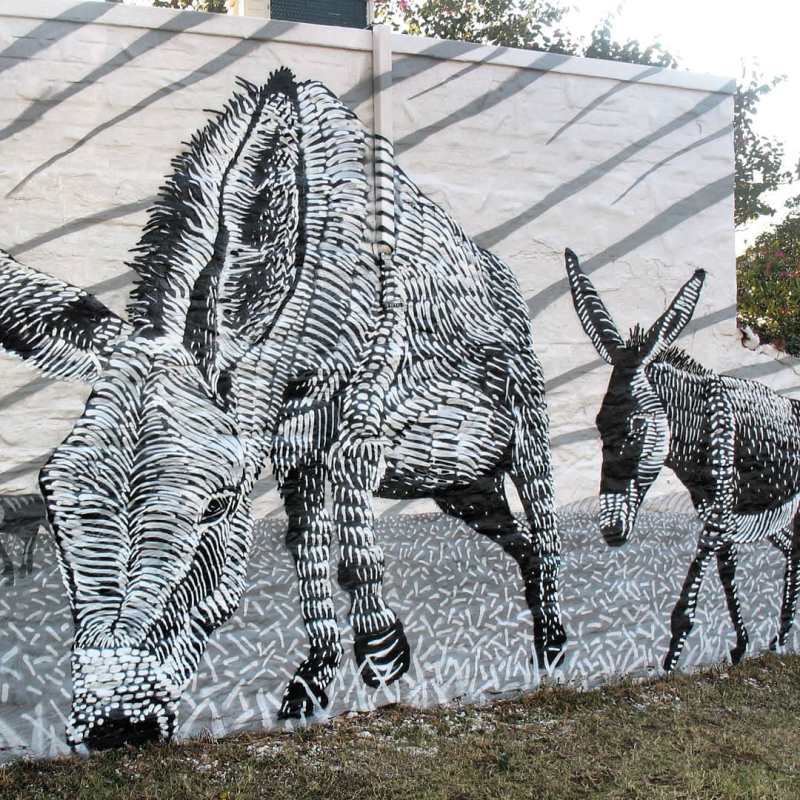 8 pics: Donkeys of Makhanda gathered from Hlalani to Sunnyside and ...