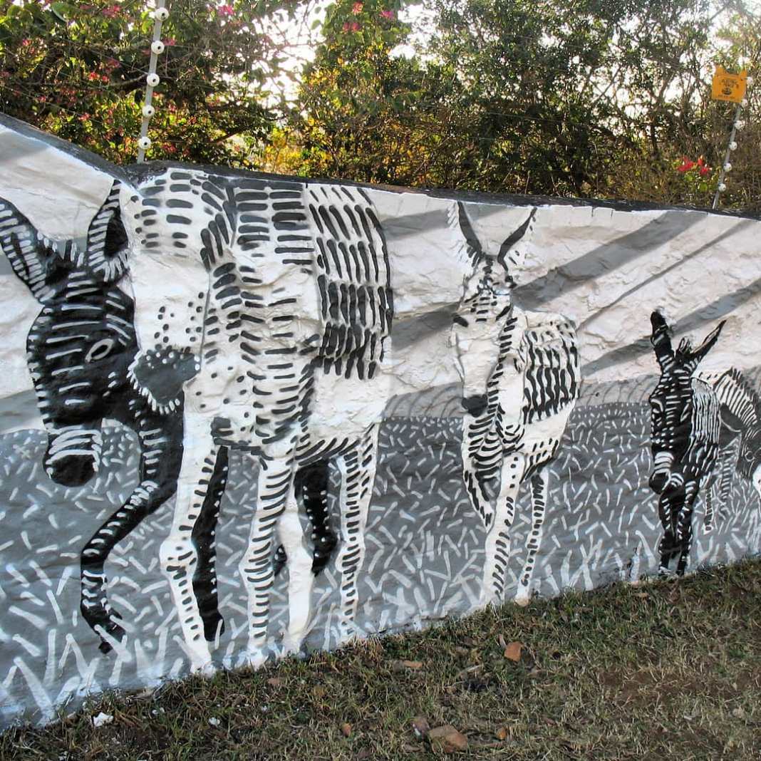 8 pics: Donkeys of Makhanda gathered from Hlalani to Sunnyside and ...