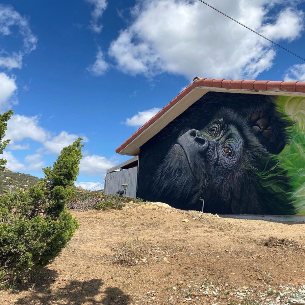 Lazy, but happy, monkey in the mountains of Rainbow, California ...